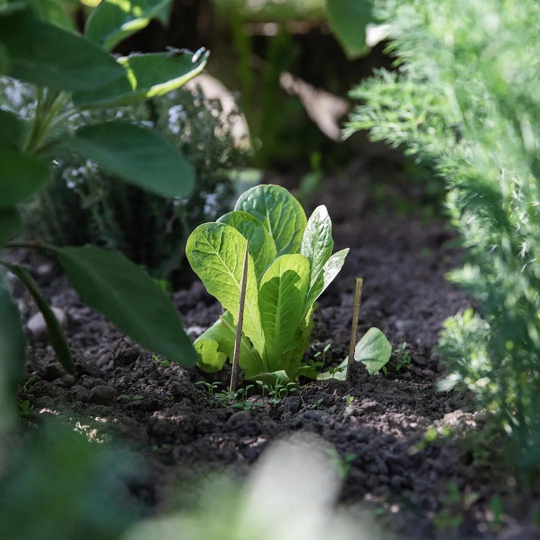 Comment faire son potager en sol vivant ? - nutriting