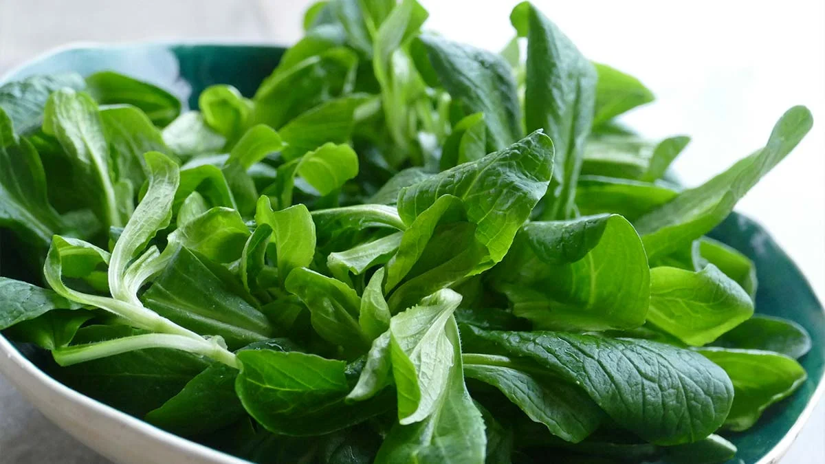 La salade mâche, plus c’est frais plus ça “mâche” ! - nutriting