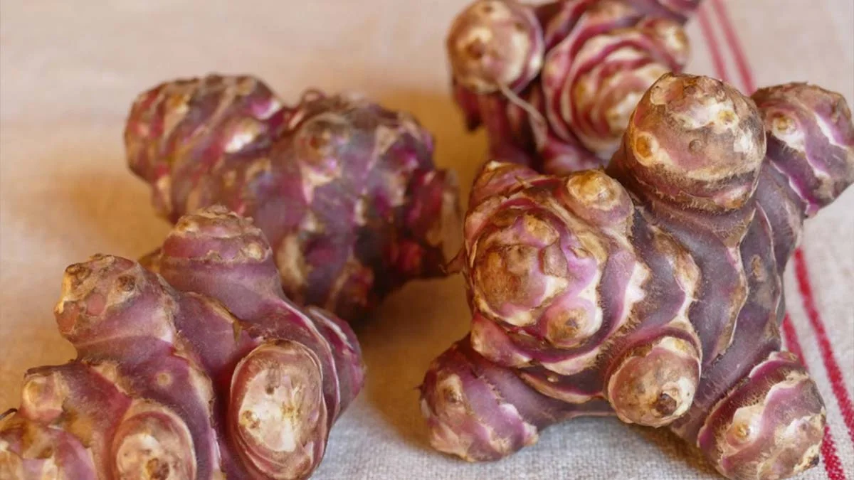 Le topinambour, pour une bonne santé intestinale - nutriting